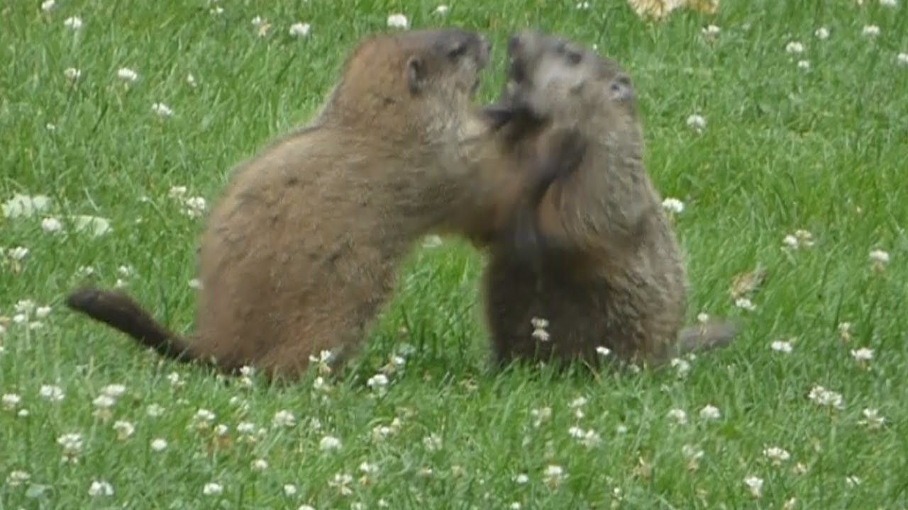 Groundhogs - about a minute of wild woodchucks fighting - whistle pigs ...