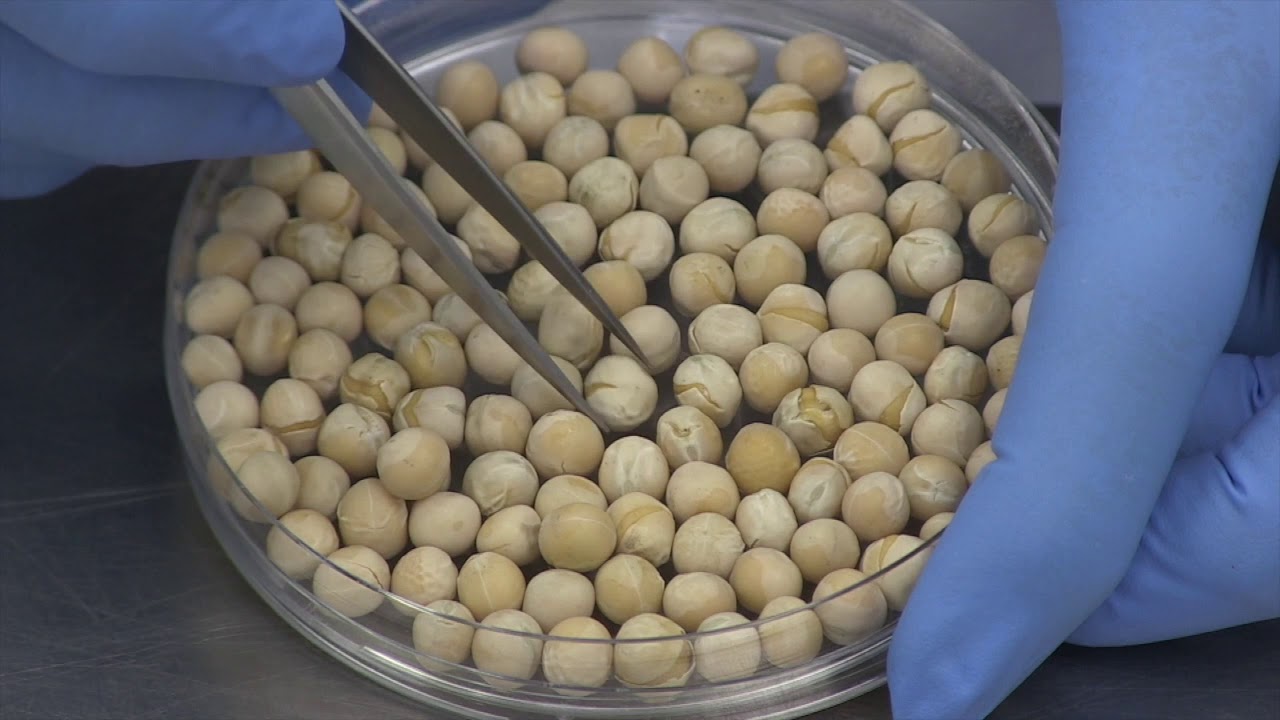 Pulse School: Seed quality, and the potential for deterioration through ...