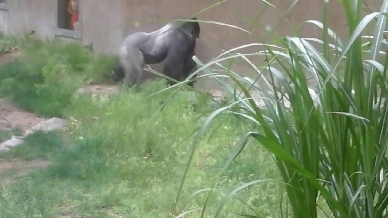 Silverback Gorilla's Ballet Leap - 400 lbs of graceful beast - YouTube