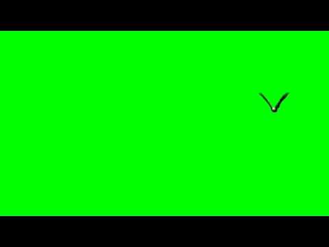 3d eagle flying green screen effect for chromakey