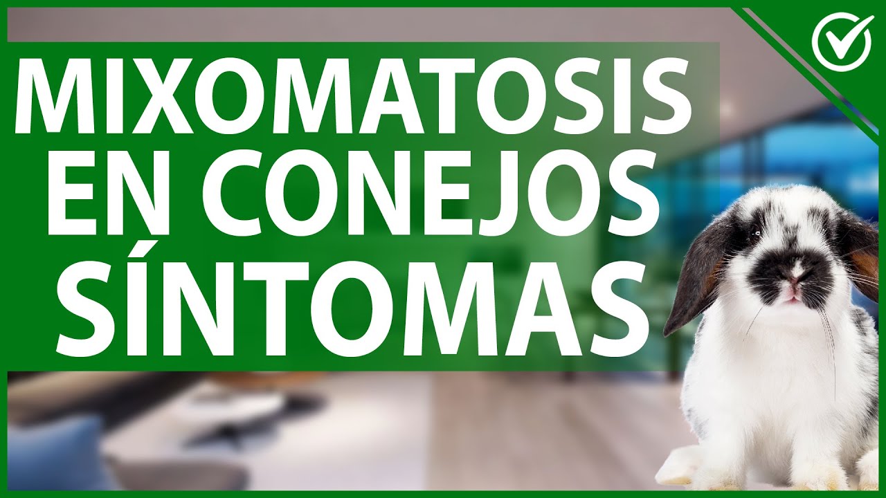 🐰 Mixomatosis en Conejos | Causas, Síntomas, Remedios, Tratamiento y ...