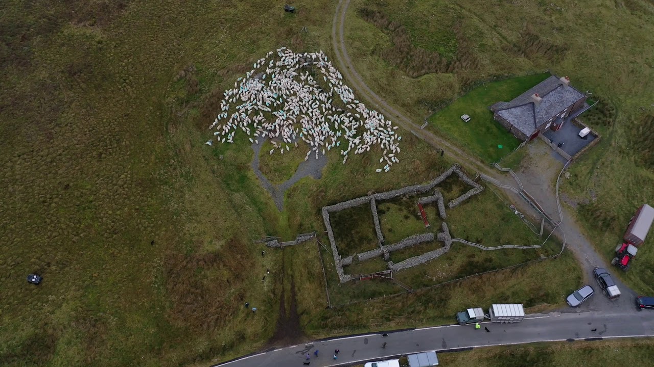 Hel defaid ar y Migneint Gathering sheep on the Migneint - YouTube