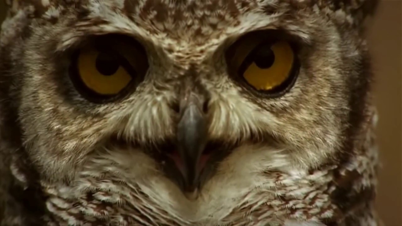 Epic Slow Motion Animals FULL HD - YouTube