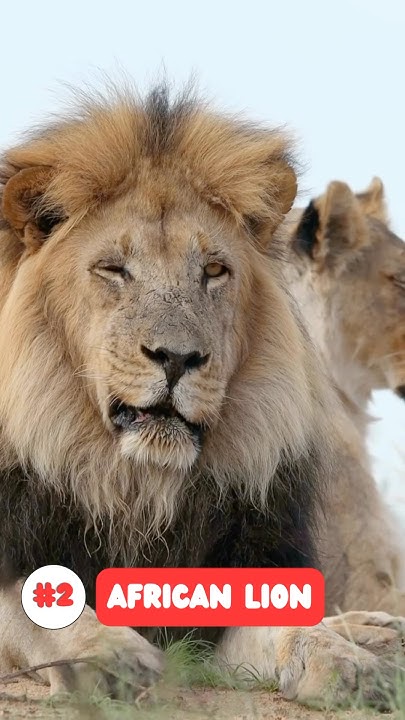 Top 10 Deadliest Predators in the Animal Kingdom | Nature’s Hunters 🌍 #animals #facts #wildlife ...