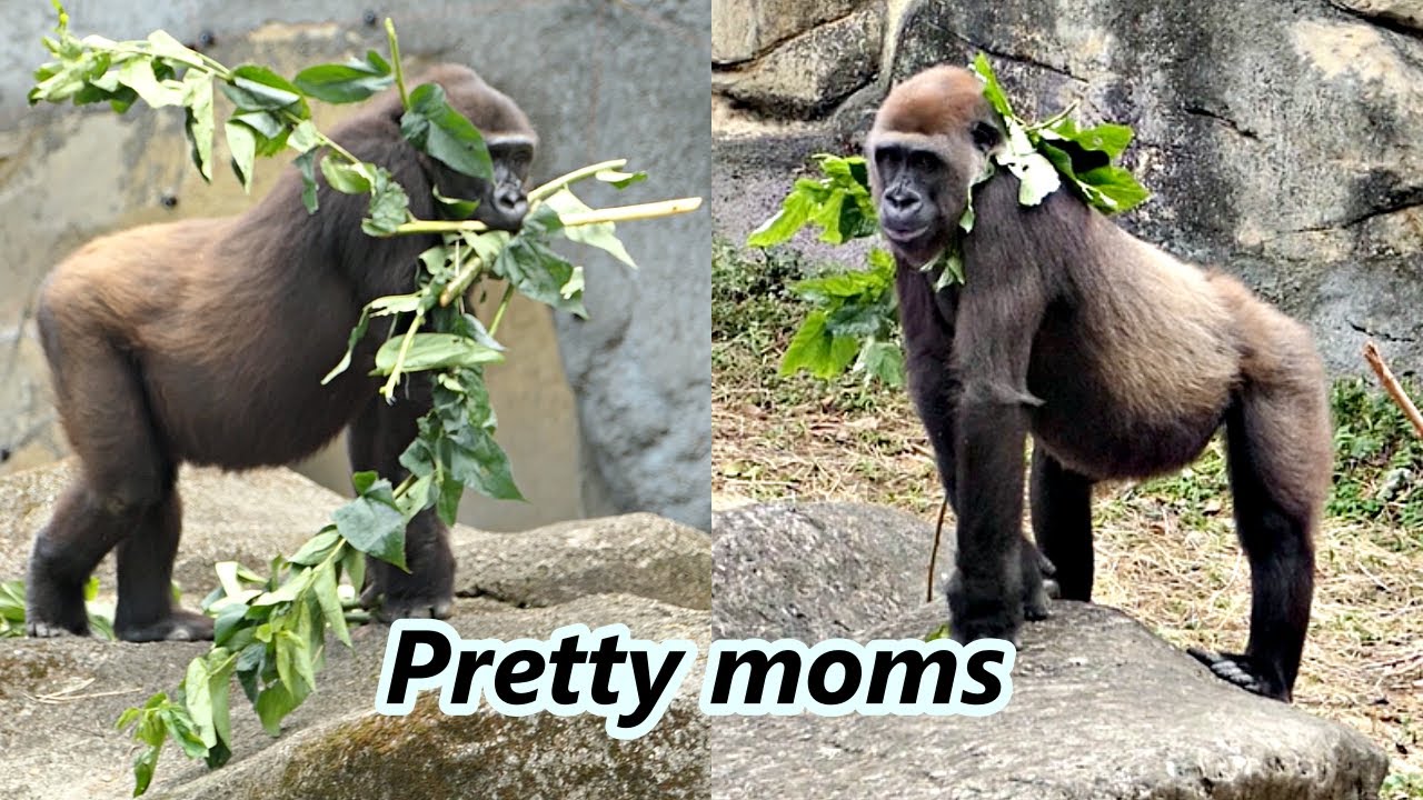 Pretty gorilla moms, Iriki and Tayari / 漂亮的大猩猩媽媽Iriki & Tayari - YouTube