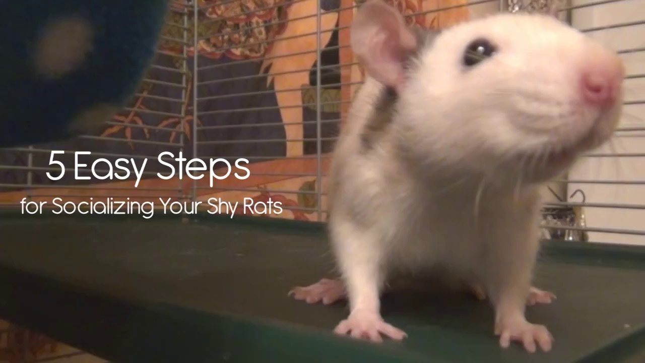 5 Easy Steps for Socializing Your Shy Rats - YouTube