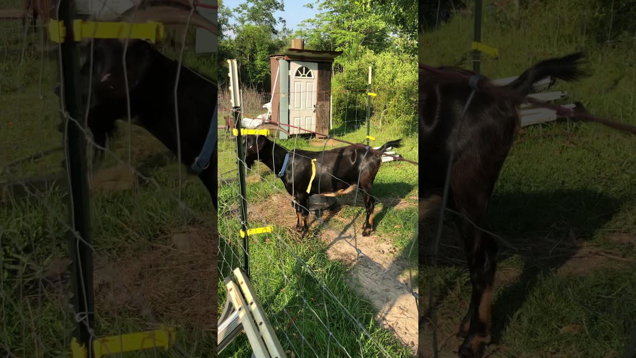 Black billy goat Samson - YouTube