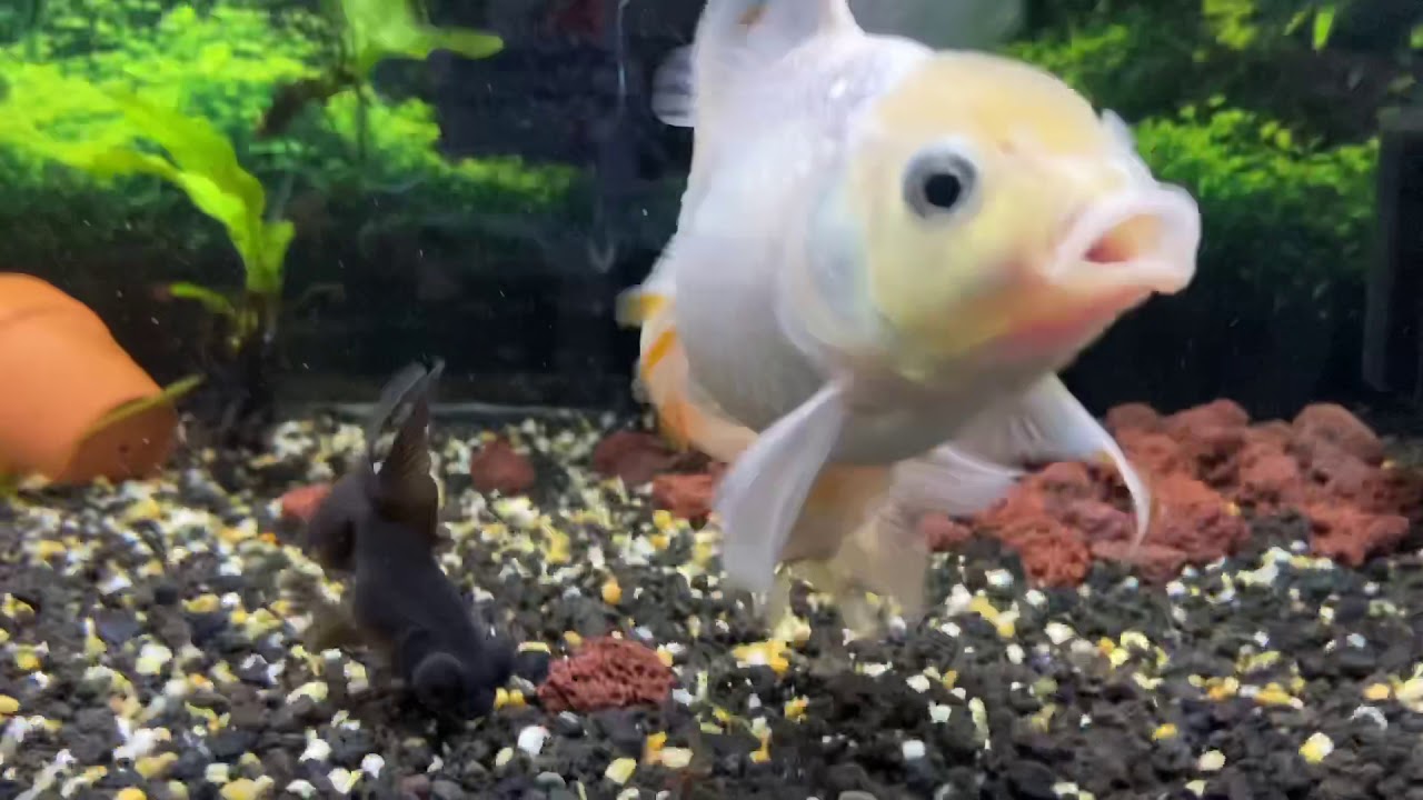 My baby lemon head Oranda, small guy Big goals 😂 - YouTube