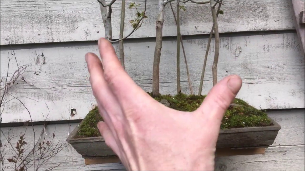 Yamadori Bonsai - Trembling or Quaking Aspen Bonsai - Forest Planting ...