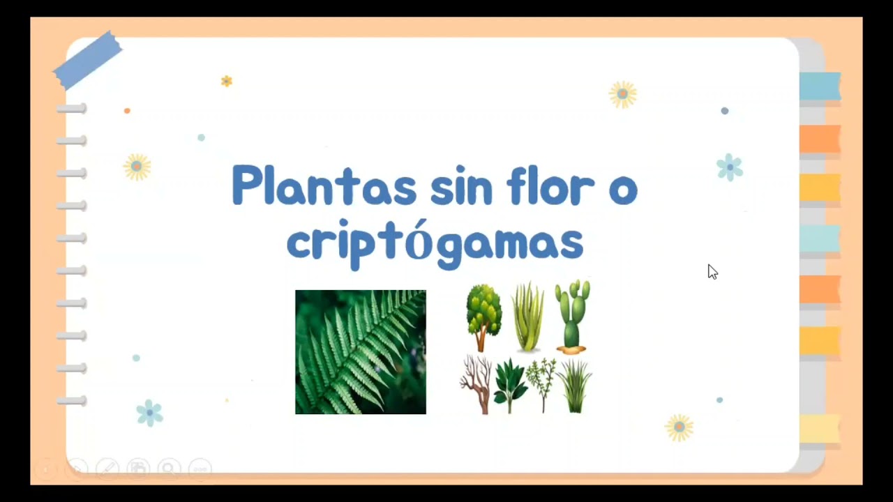 Plantas sin flor o criptógamas 👩🏻‍🏫 - YouTube