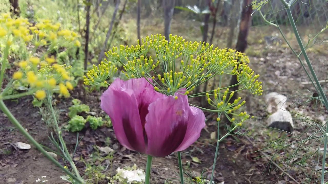 paj yeeb ntsha - YouTube