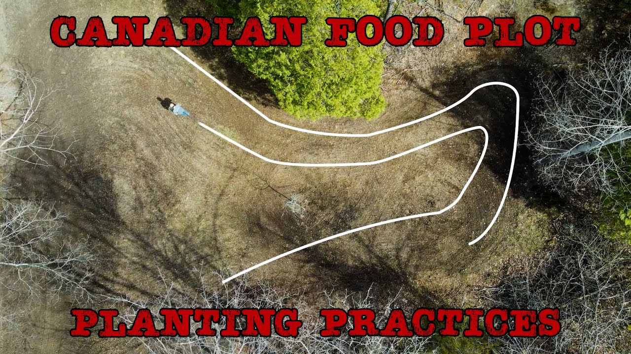 An easy spring food plot, explained w/ results! Canada Food Plots are ...