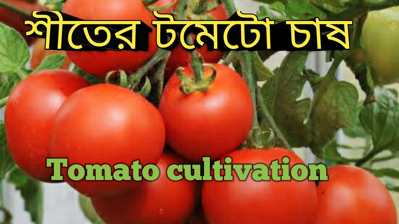 Tomato cultivation / Tomato chas/টমেটো চাষের পরিচর্যা - YouTube
