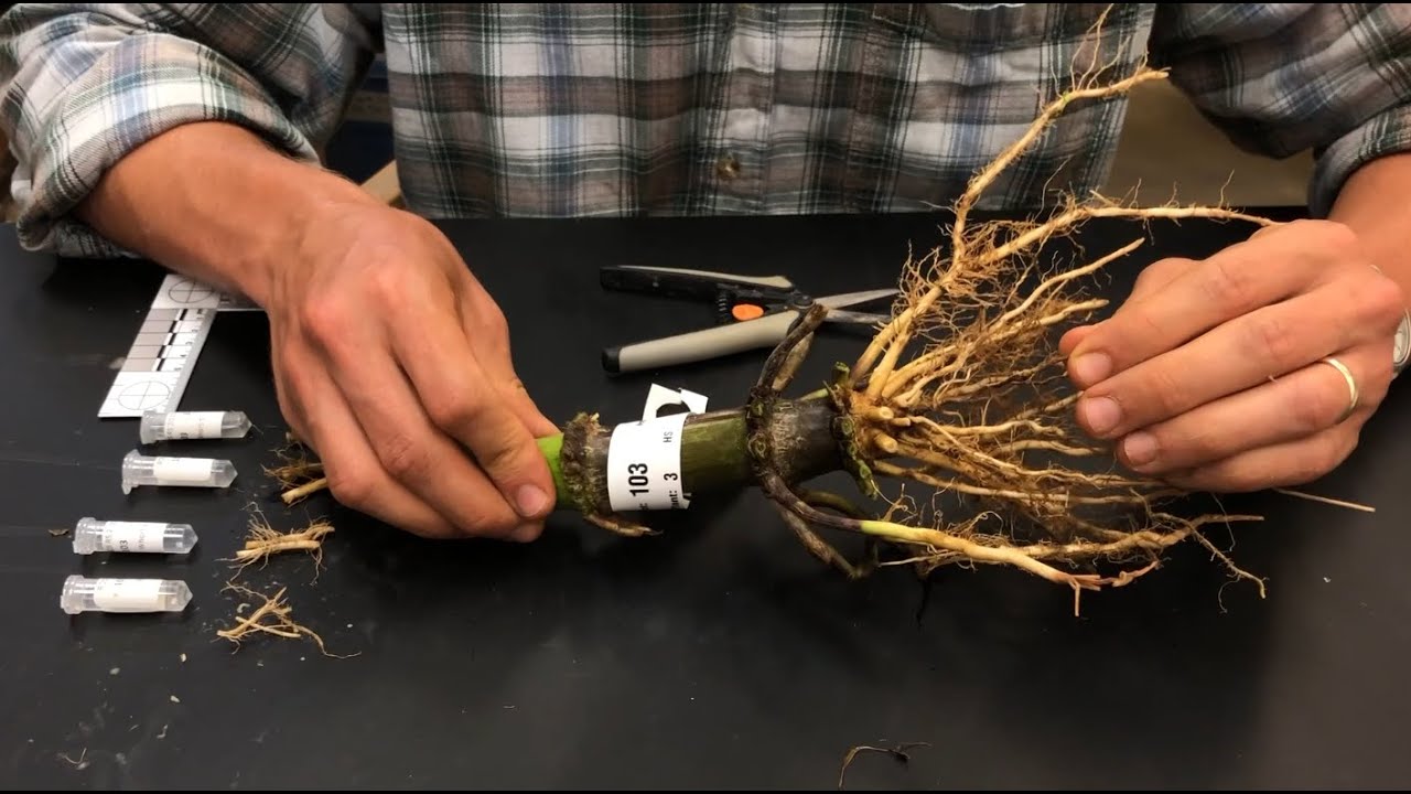 The Maize Root System Anatomy Sampling YouTube The Maize Root System Anatomy Sampling YouTube