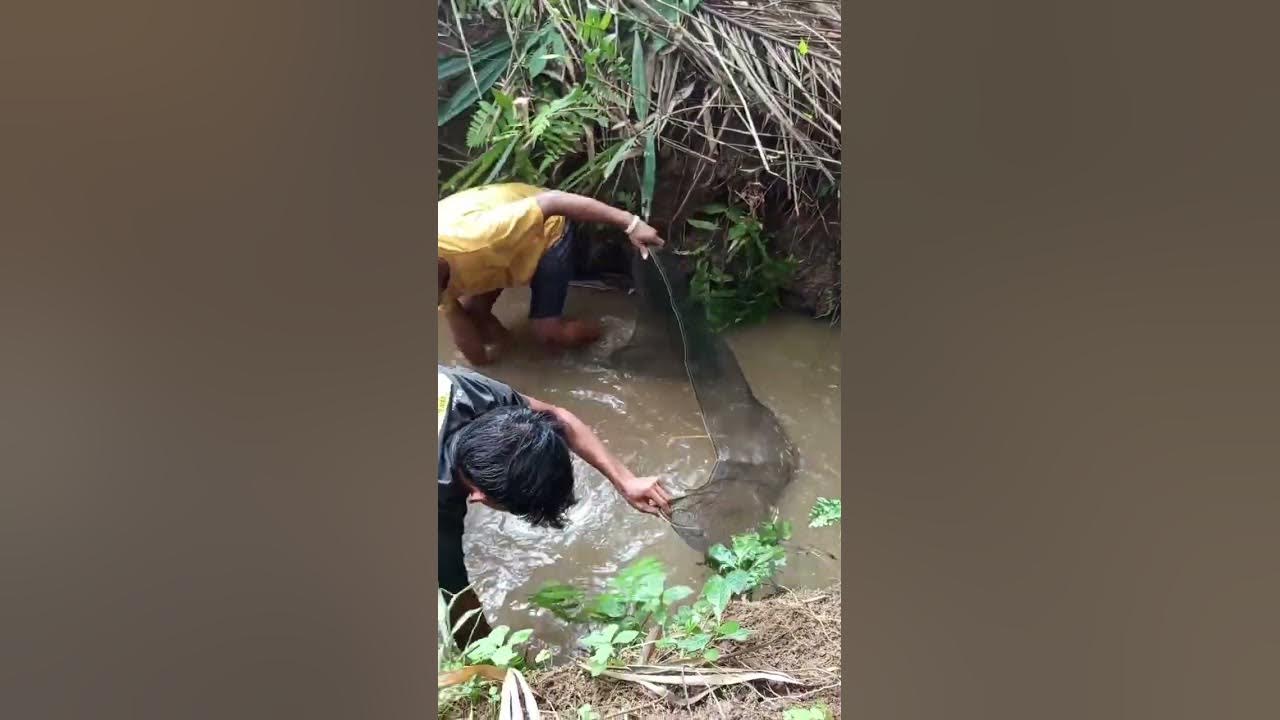mencari ikan di sawah - YouTube