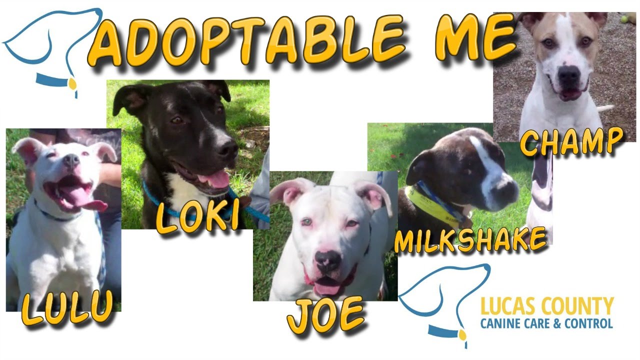 Lucas County Canine Care and Control: Available Adoptable Dogs 1 - YouTube