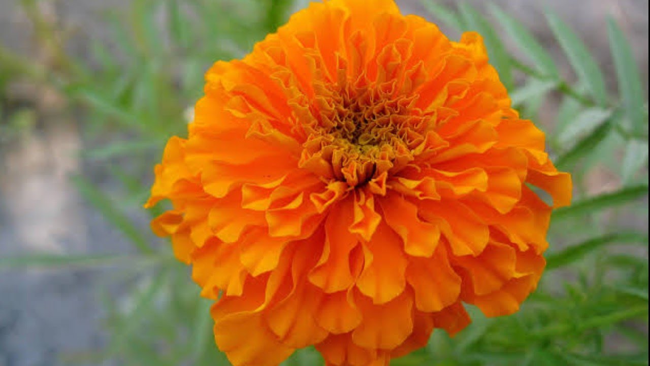 Scientific name of Marigold? - YouTube