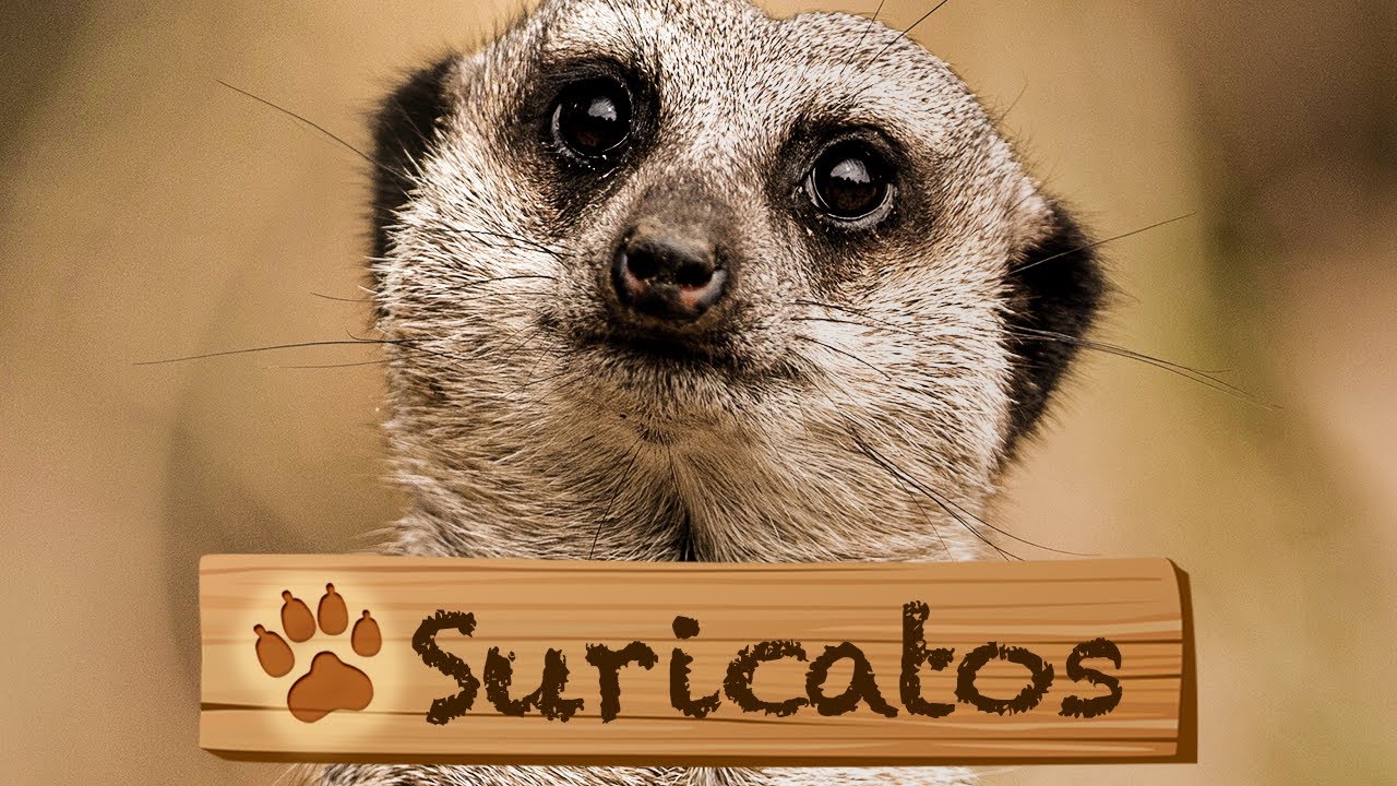 SURICATOS - ANIMAL ENCOUNTERS (Legendado) - YouTube
