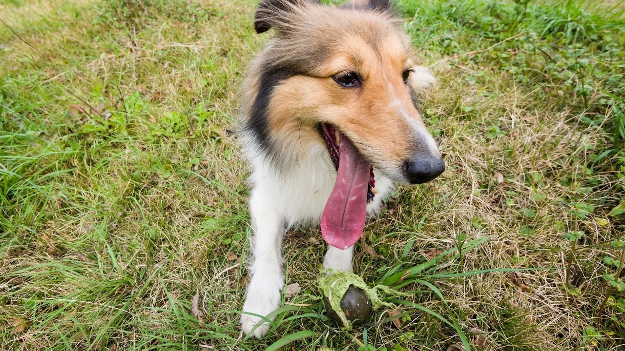 Are Shetland Sheepdogs Good at Playing Fetch? - YouTube