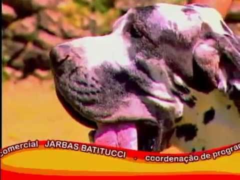 Programa Este bicho é o bicho - Dogue Alemão