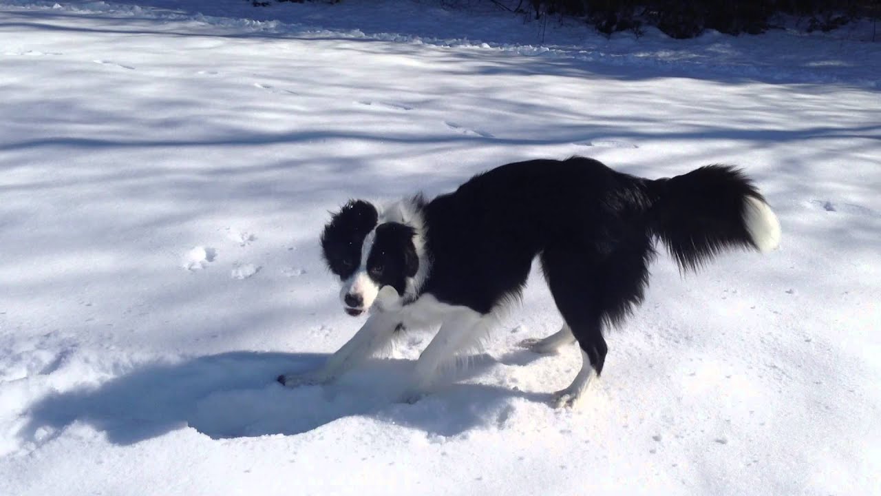 Dog Digging in Snow - YouTube