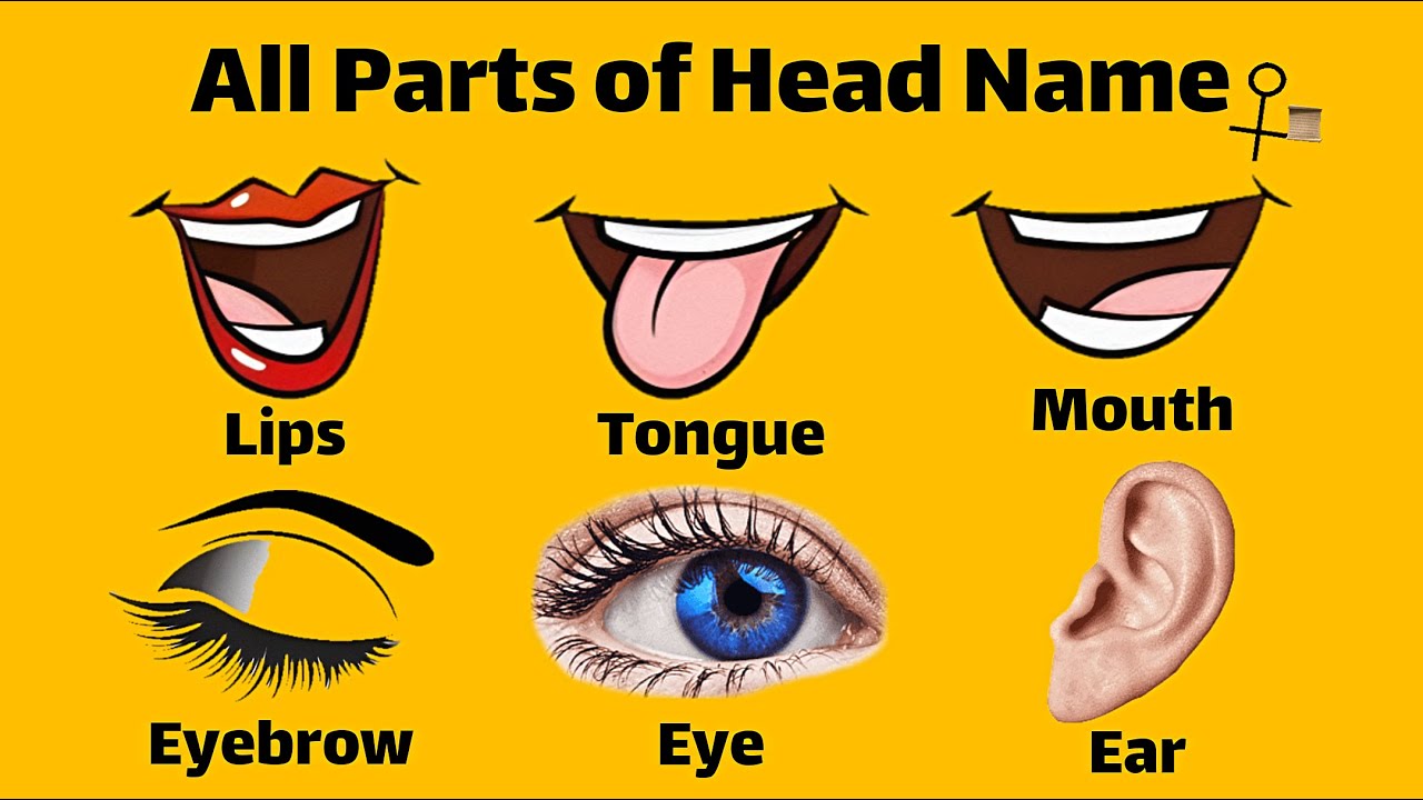 Learn Face Parts in English! | Parts Of The Head In English | Listen ...