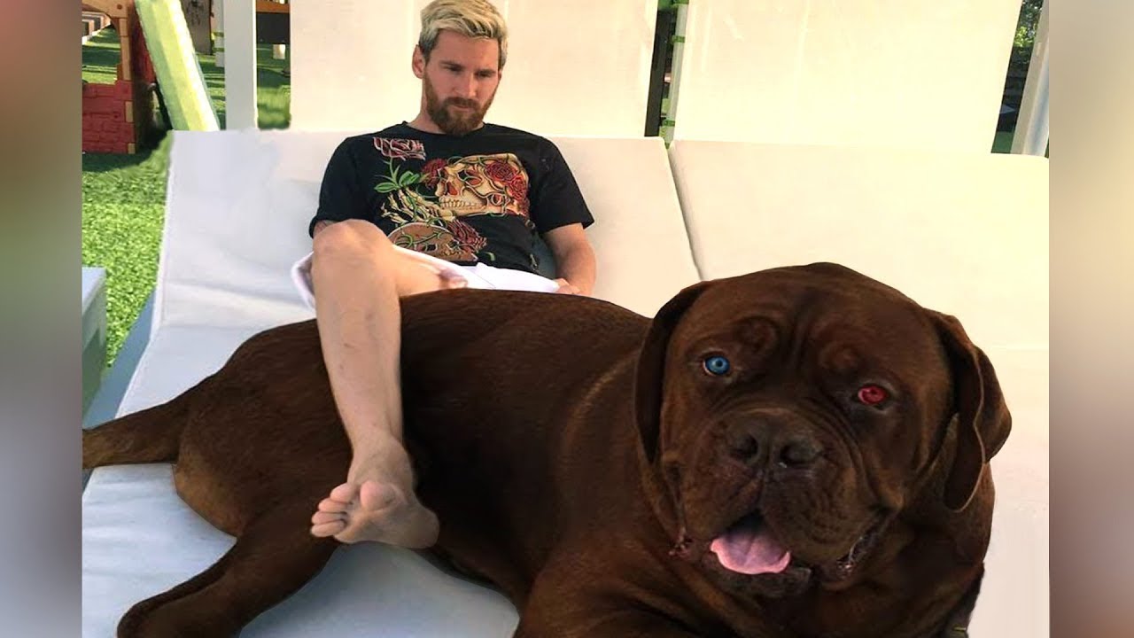 Famous Footballers And Their Dogs ★ 2018 - YouTube