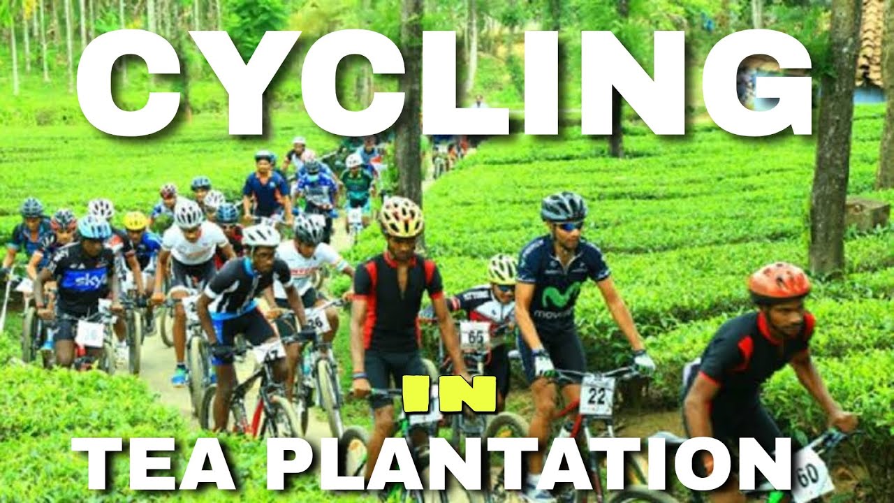 Cycling In Wayanad Tea Plantation - YouTube