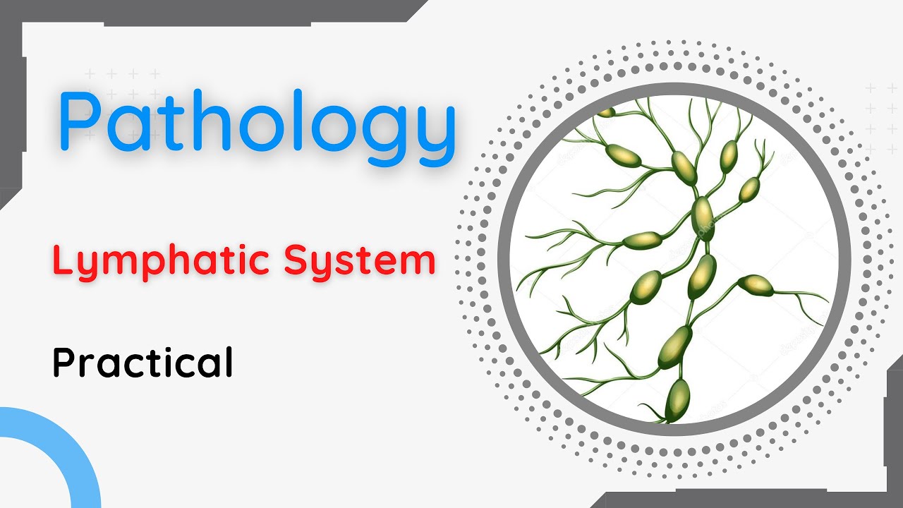 Pathology | Lymphatic System | Practical - YouTube