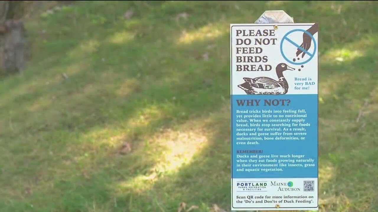 Park rangers say 'don't feed birds bread'; Expert explains why - YouTube