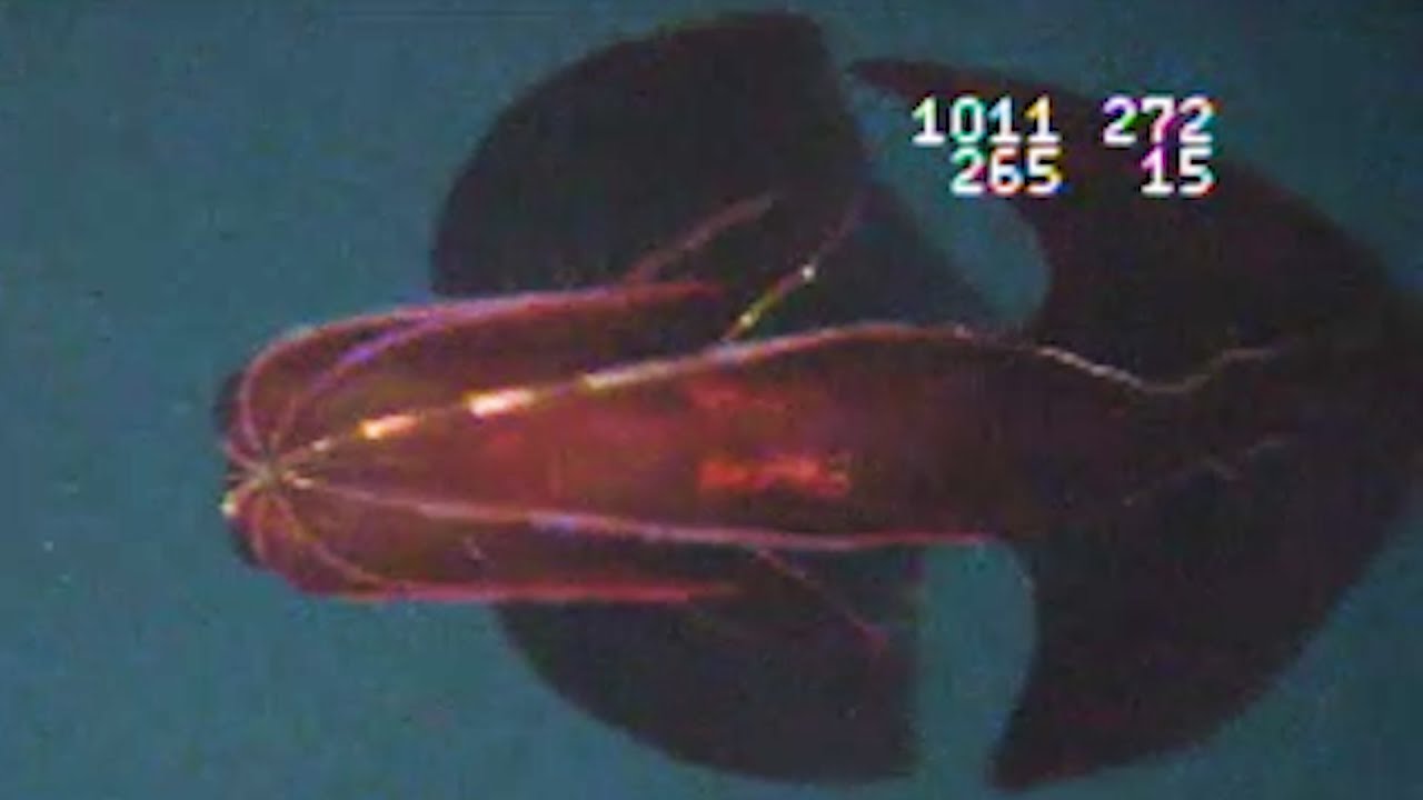 9 Strange Deep Ocean Creatures Found by Japan's ROVs № 10 🇯🇵 - YouTube