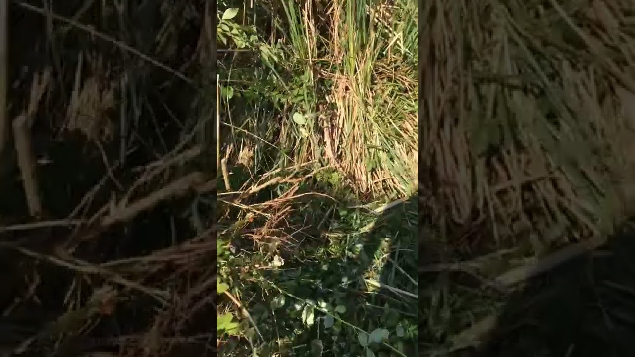 Overgrown abandoned garden clearance of brambles and tree saplings by ...