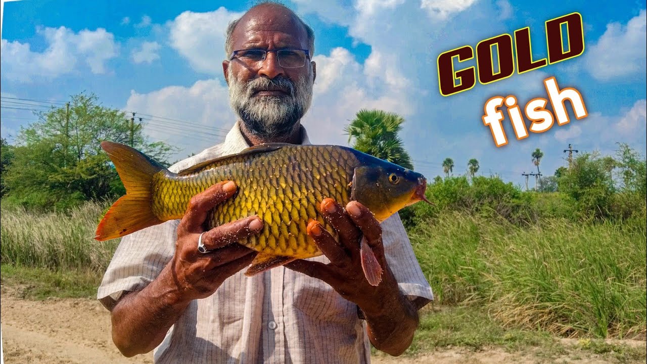 gold fish catching||pamplate fishing||tilapia fish catching ...