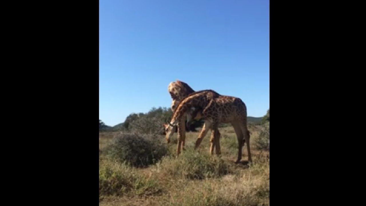 Tourist Comes Across Two Male Giraffes Having A Little Fight - YouTube