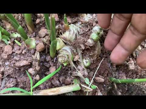 වැඩි ඉඟුරු අස්වැන්නක් ගන්න මෙහෙම කරන්න / #ginger      #srilanka