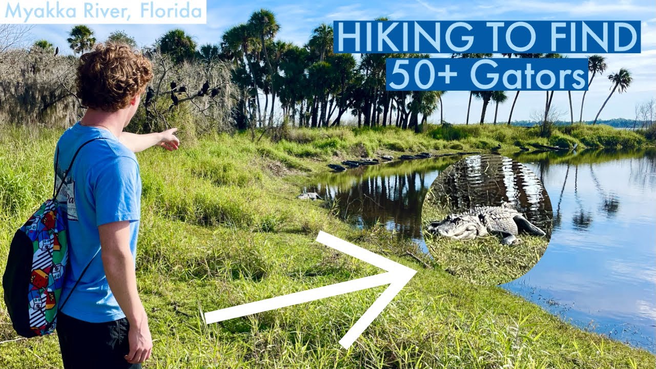 ALLIGATOR Hiking In The WILD Florida Savannah (50+ Gators) - YouTube