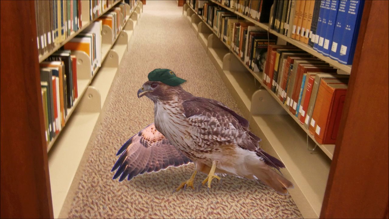 A Regular Hawk Goes to The ULM Library - YouTube