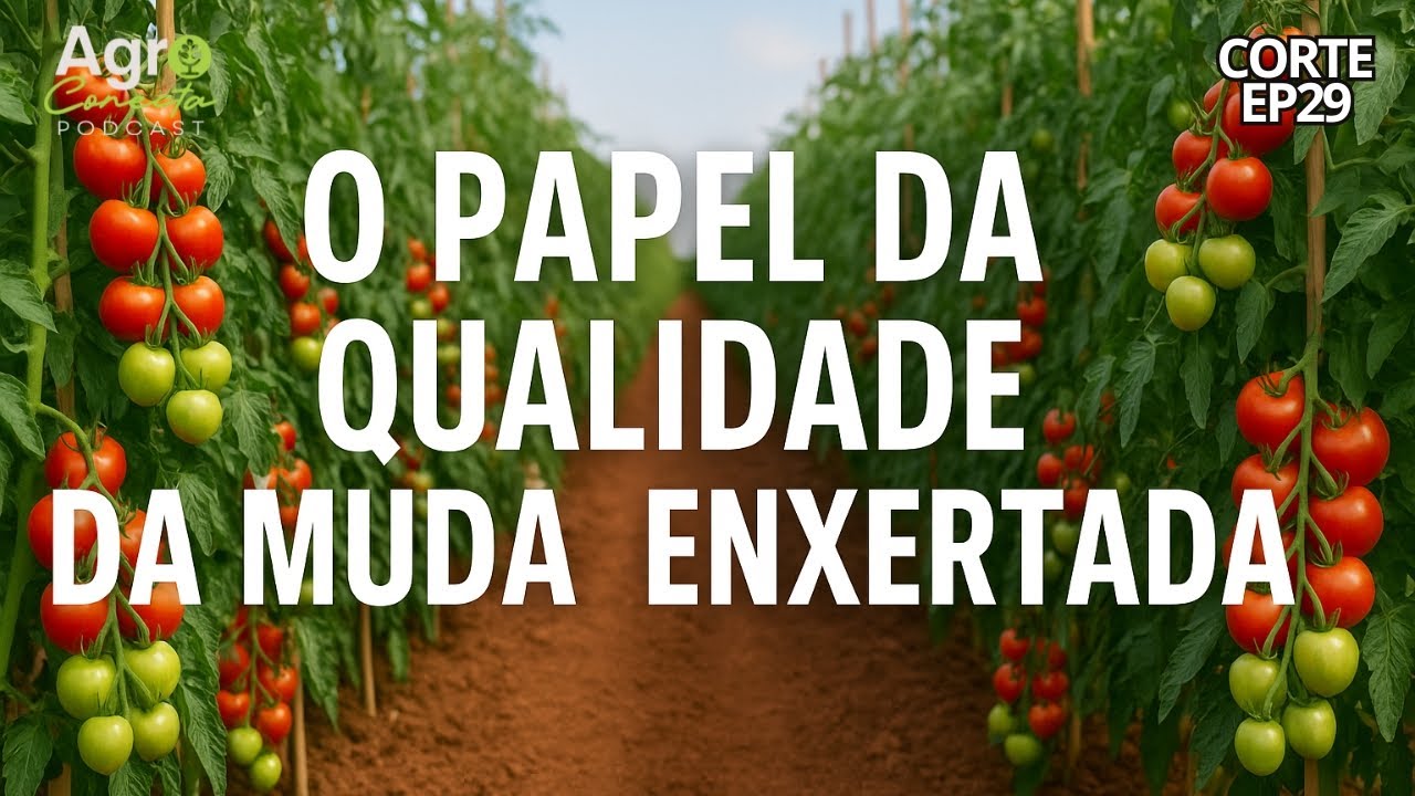 QUAL O PAPEL DA MUDA ENXERTADA DE QUALIDADE NA PRODUTIVIDADE DO TOMATE ...