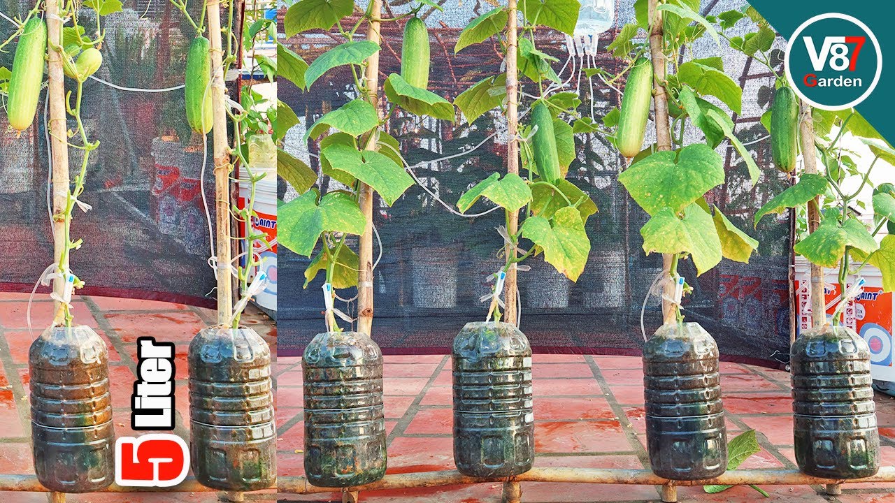 Amazing Idea: Growing Cucumber from Seed | Grow Cucumber in Bottles ...
