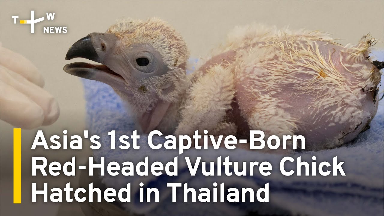 Asia's 1st Captive-Born Red-Headed Vulture Chick Hatched in Thailand ...