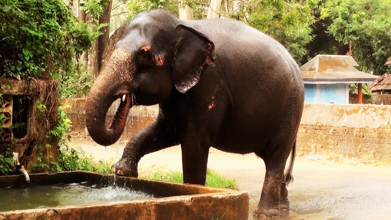 Guruvayoor Reshmi, Punathurkotta, Anakotta, Elephant - YouTube
