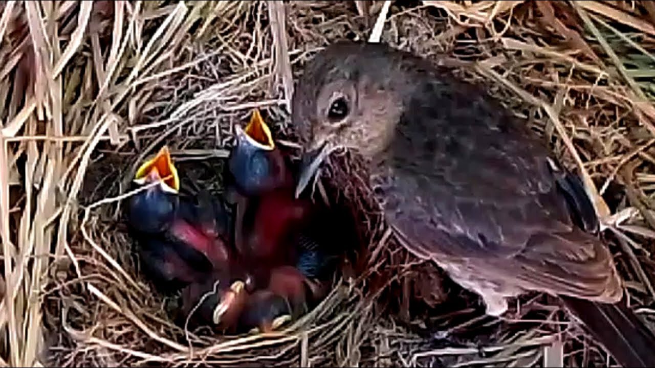 Sooty chat trying Birds Try to feed the baby - YouTube
