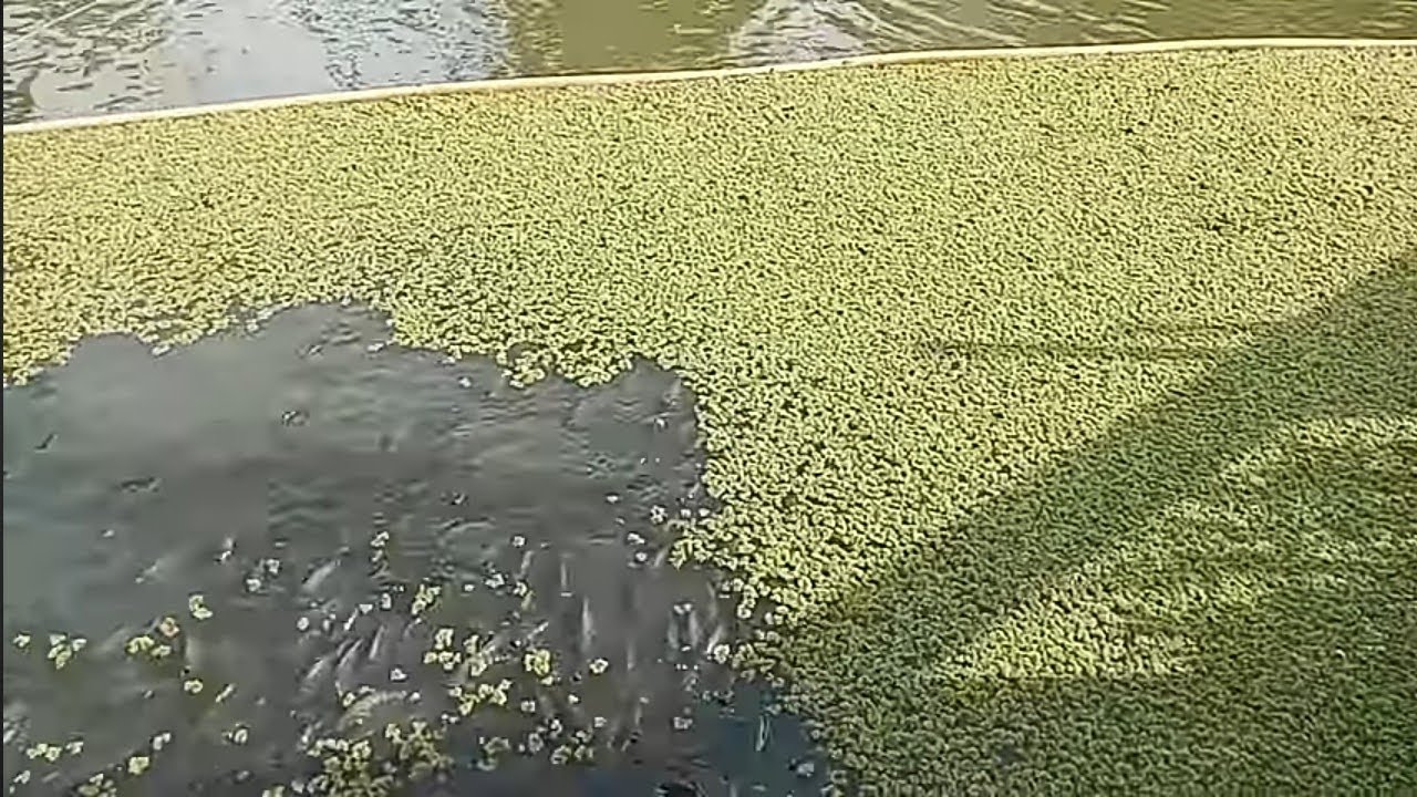 Tilapia Feedind Times With Floating Feeds_ DRY PELLET FOOD - YouTube