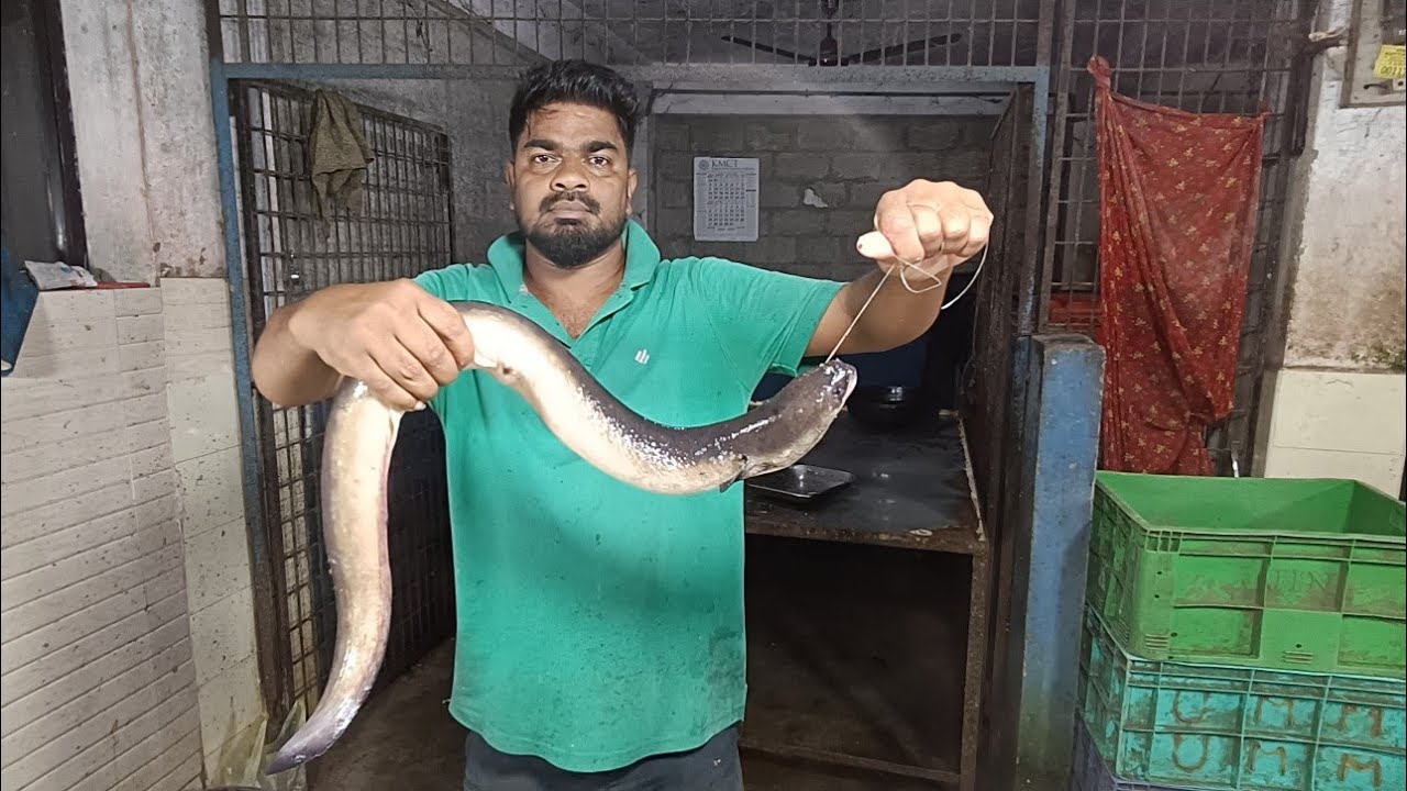 Eal Fish |Maninjil Fish Cutting💥Kerallafiscutting👍simbil cutting💥 - YouTube