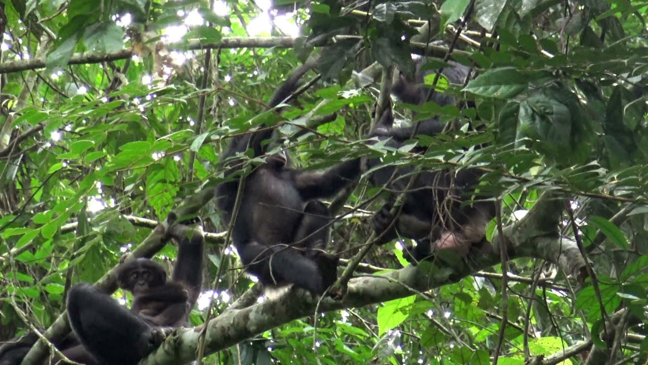 Bonobo gesture - Leg swing + Arm swing - YouTube