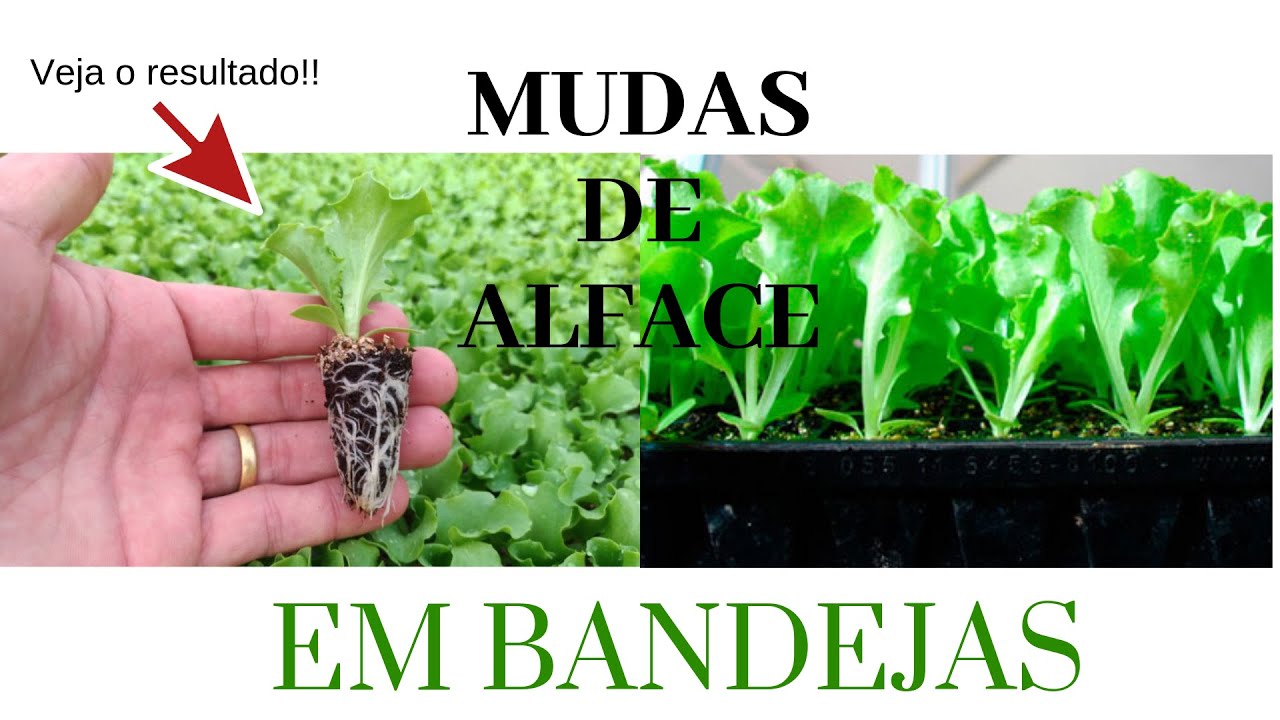 Mudas de alface em bandeja - YouTube