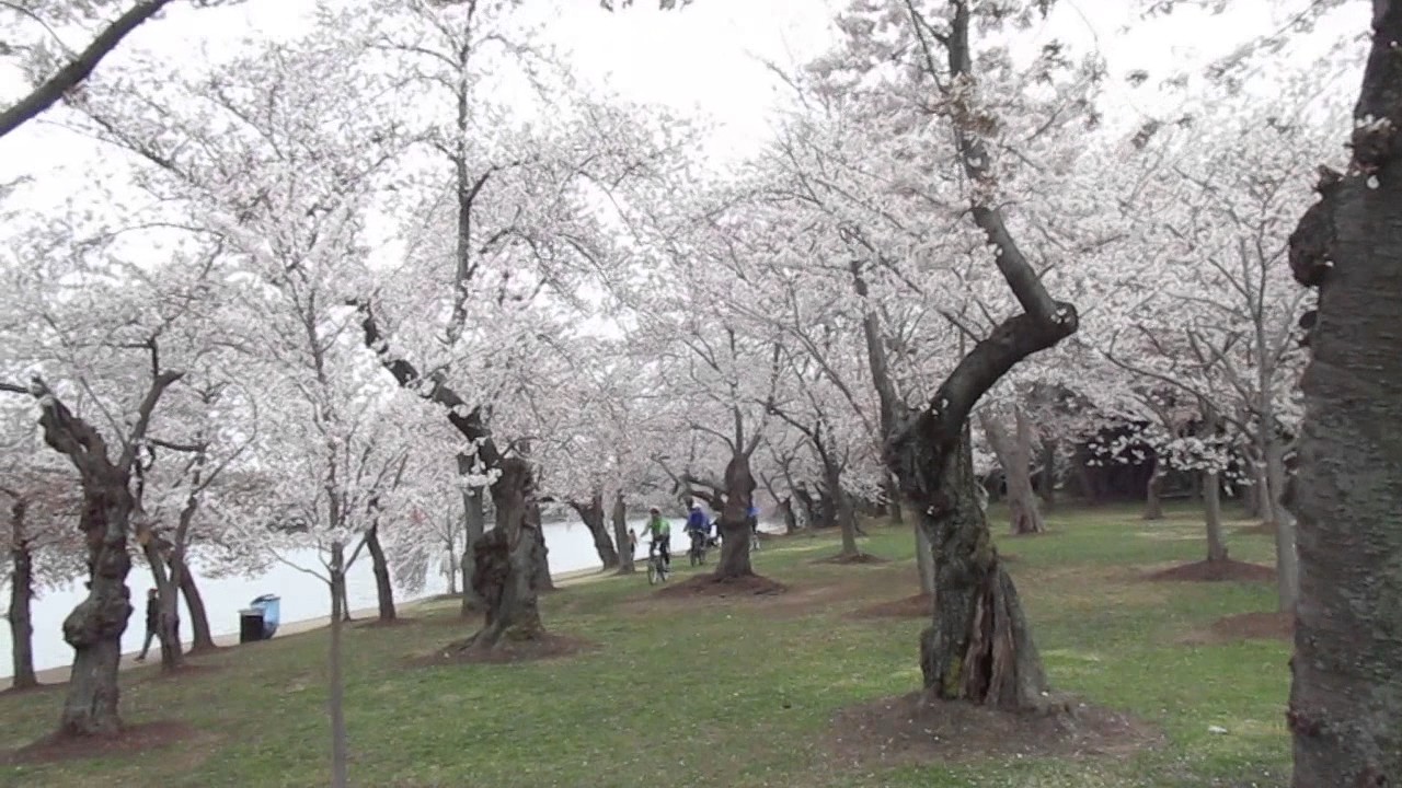 National Cherry Blossom Festival 2017 - YouTube