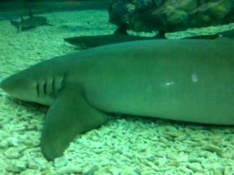 PATING @ manila ocean park - YouTube