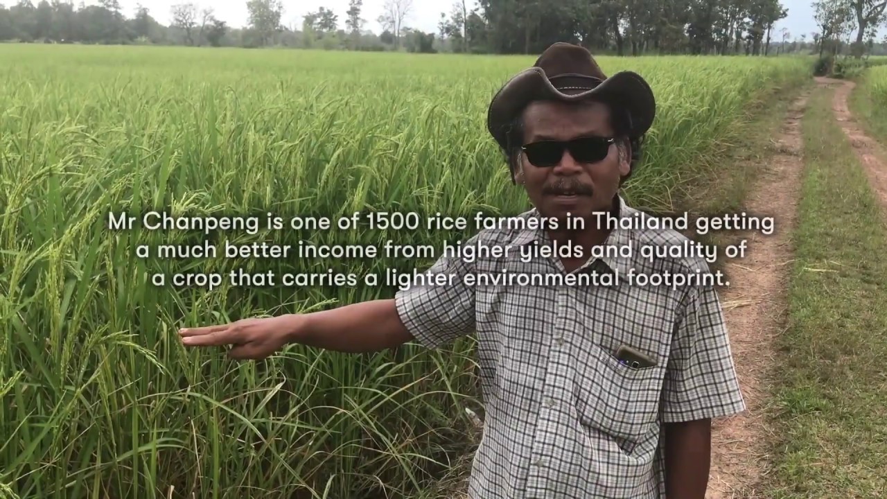 Olam - Thailand - Sustainable Rice Cultivation - YouTube