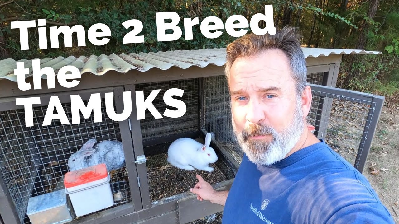 Let's Breed our Rabbits | Texas A&M University Kingsville Meat Rabbit ...